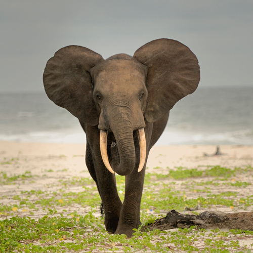 Untitled | Africas Eden